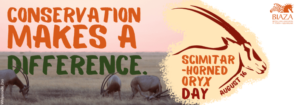 Scimitar-Horned Oryx Day: A Testament to Conservation in Action - WAZA