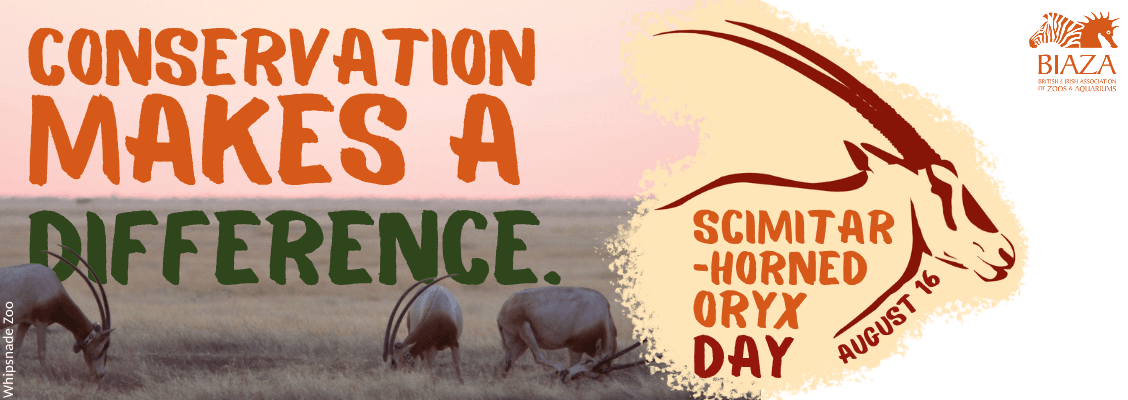 Scimitar-Horned Oryx Day: A Testament to Conservation in Action - WAZA