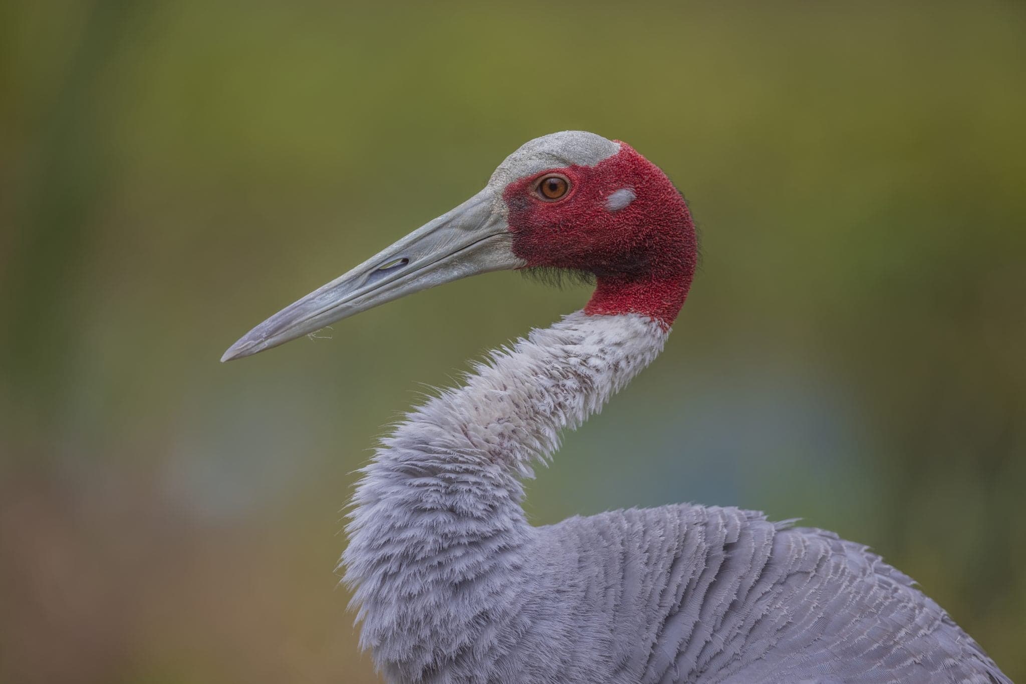 WAZA Welcomes New Member – International Crane Foundation - WAZA