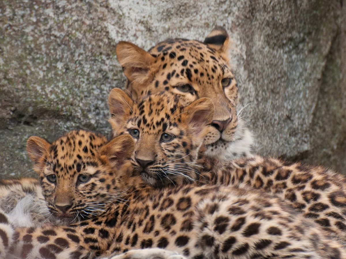 Amur Leopard - WAZA